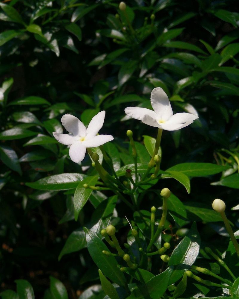 Kampupot Flower Images | Best Flower Site