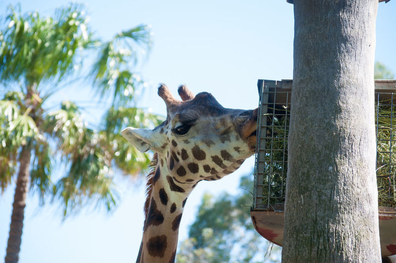 Giraffe Feeding pictures | Curated Photography on EyeEm