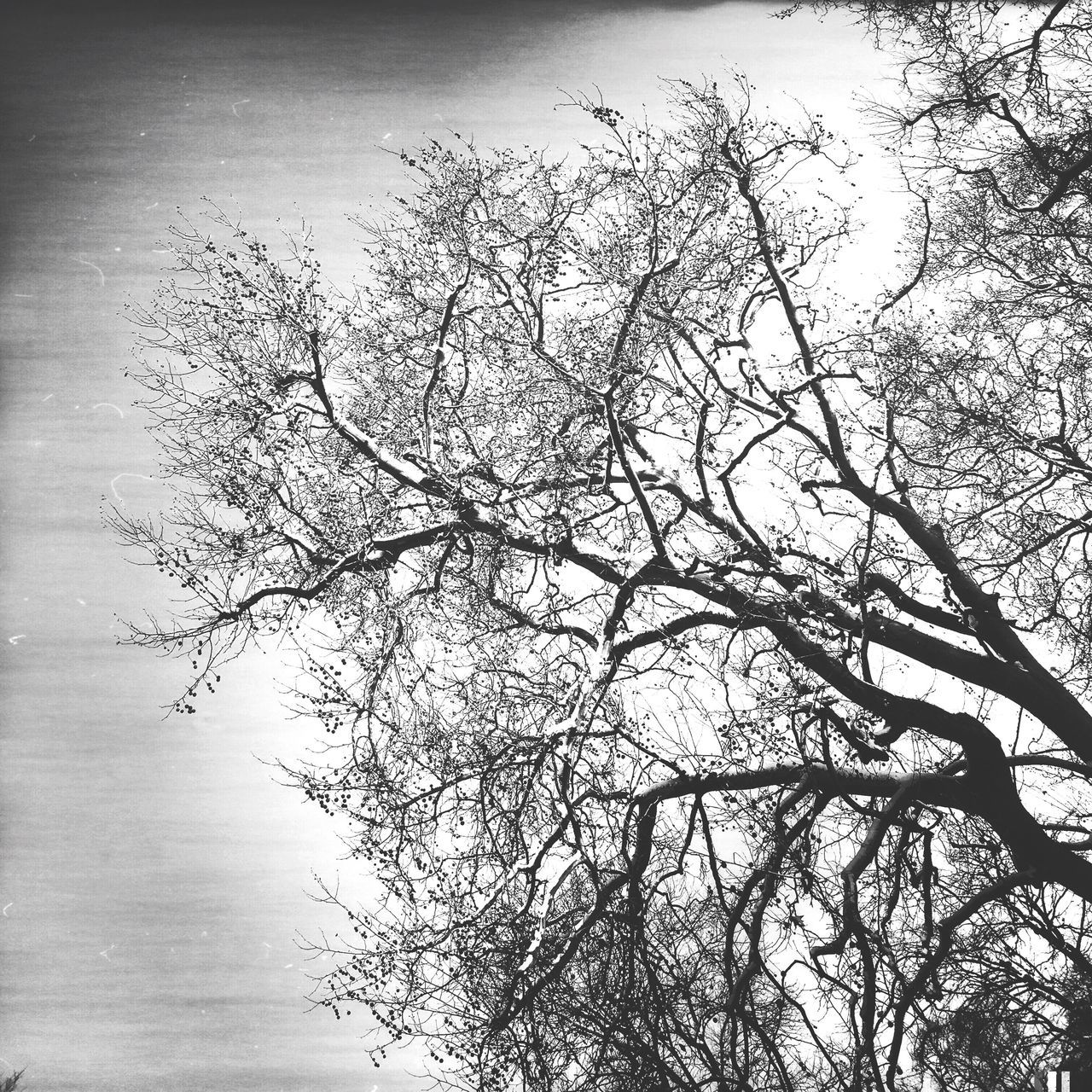 Trees against sky | ID: 88966613