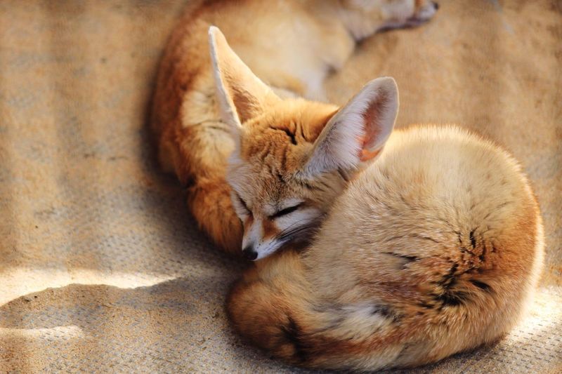 Fox Zoo pictures | Curated Photography on EyeEm