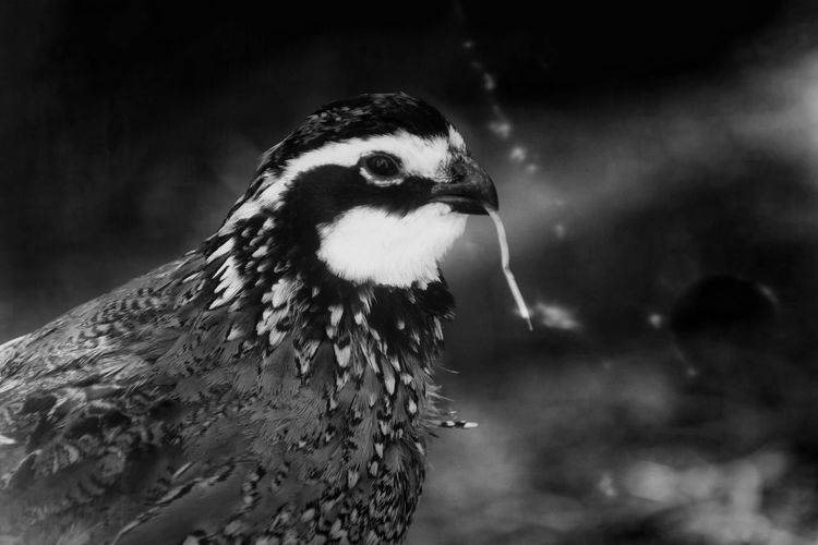 Quail - Bird pictures | Curated Photography on EyeEm