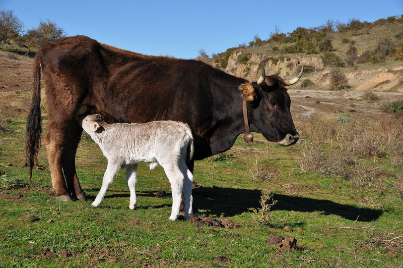 Can A American Bully Graze Cows