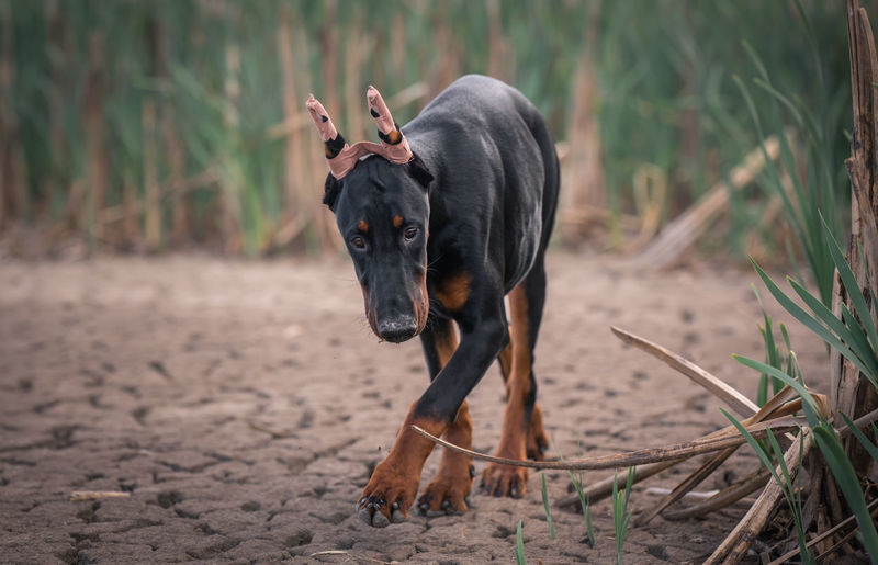 Guard Dog pictures | Curated Photography on EyeEm