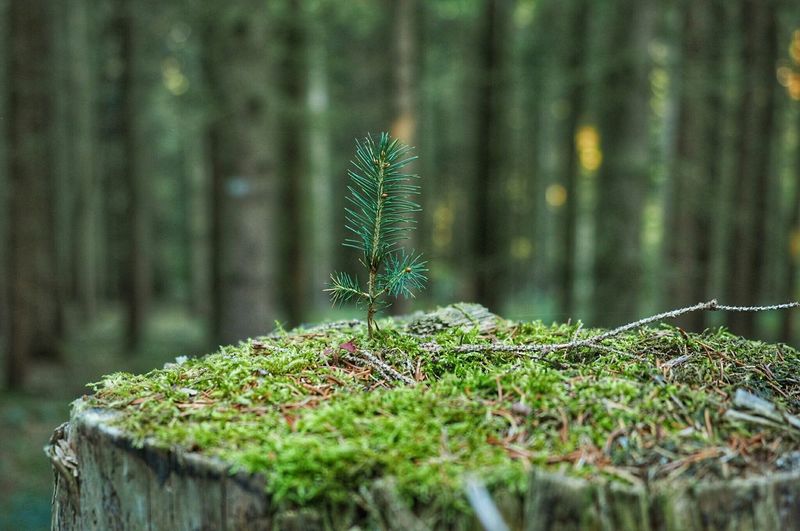 Tree Stump In Forest pictures | Curated Photography on EyeEm