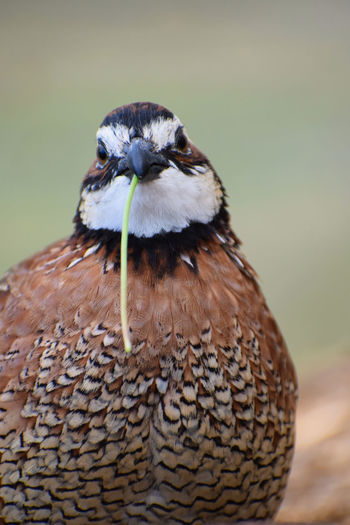 Quail - Bird pictures | Curated Photography on EyeEm