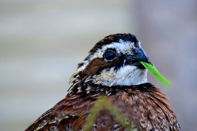 Quail - Bird pictures | Curated Photography on EyeEm