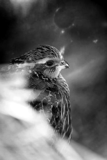 Quail - Bird pictures | Curated Photography on EyeEm