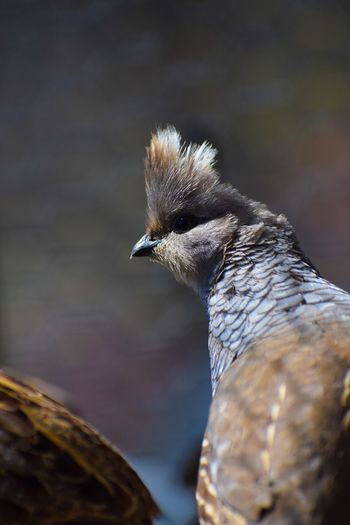 Quail - Bird pictures | Curated Photography on EyeEm